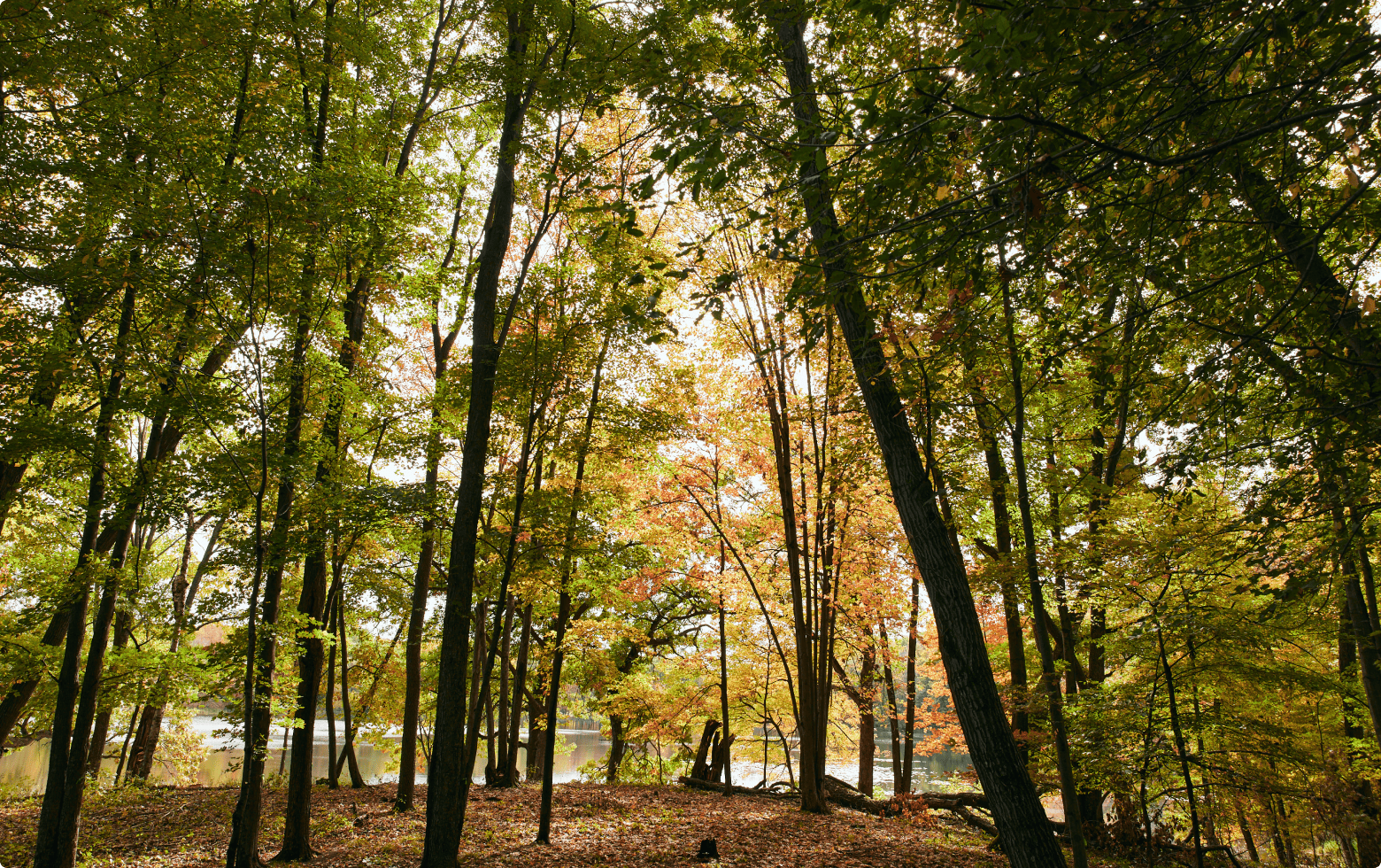 Our Family Tree | Better Place Forests