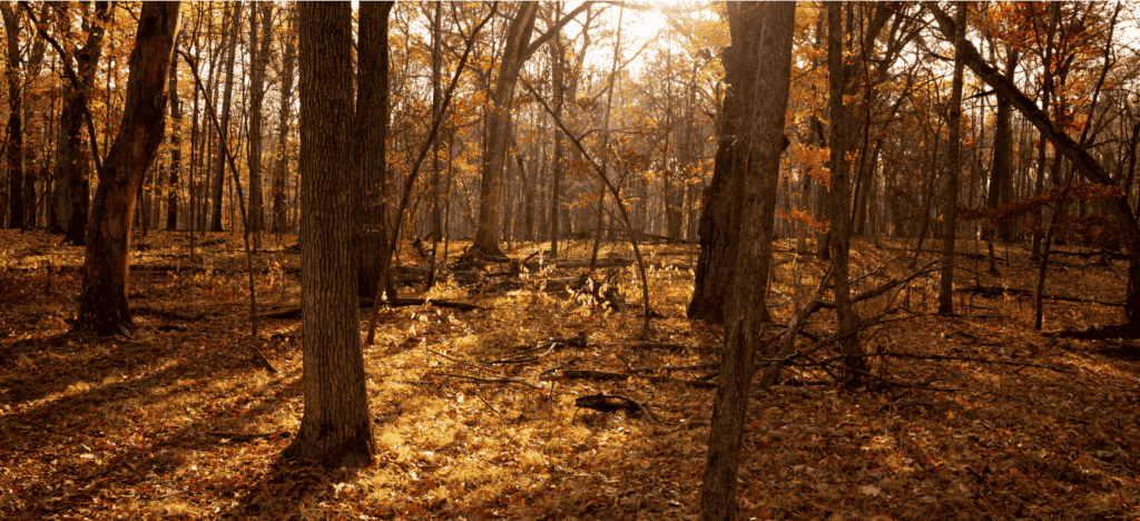 St. Croix Valley | Better Place Forests