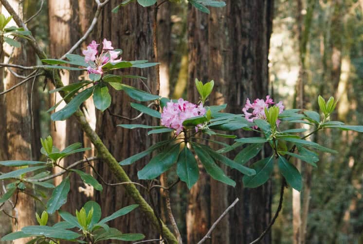 Point Arena, CA | Better Place Forests