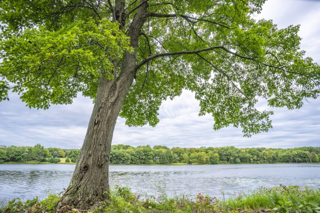 Forest Memorial At St. Croix Valley - Better Place Forests