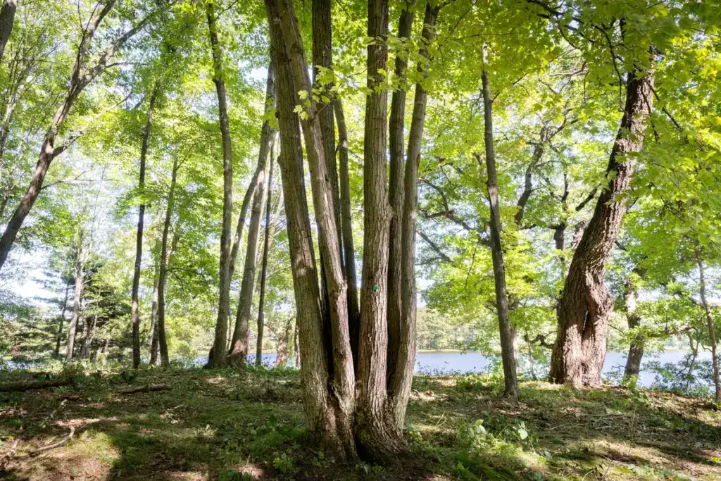 Coming Home | Better Place Forests