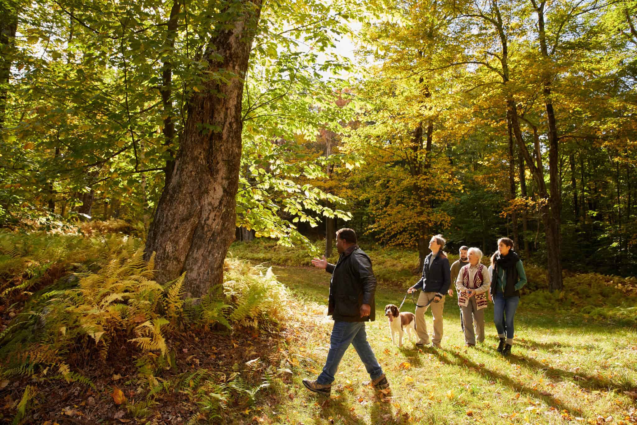 Berkshires Forest Memorial Preview - Better Place Forests