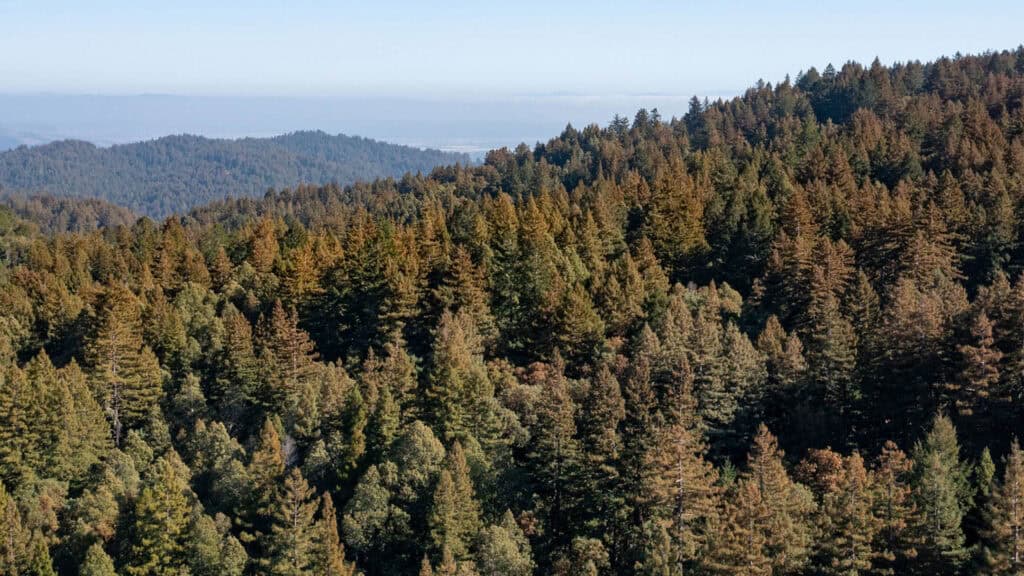 Santa Cruz Memorial Forest | Better Place Forests