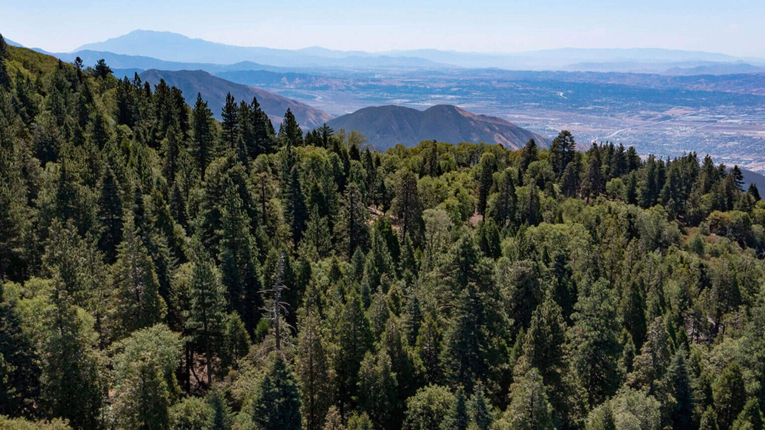 Lake Arrowhead Memorial Forest | Better Place Forests