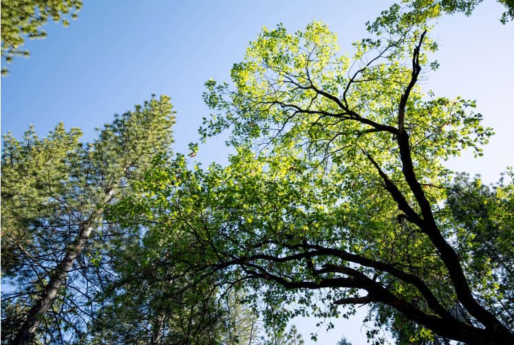 Yosemite Gateway Memorial Forest | Better Place Forests