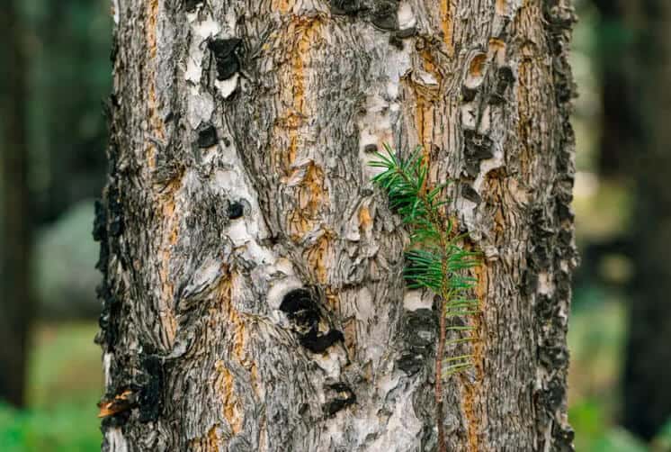 Flagstaff Memorial Forest | Better Place Forests