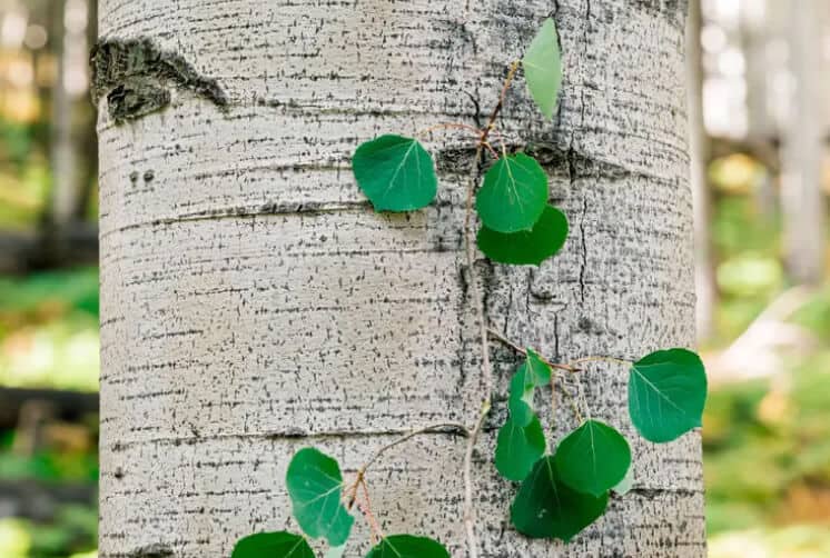 Flagstaff Memorial Forest | Better Place Forests
