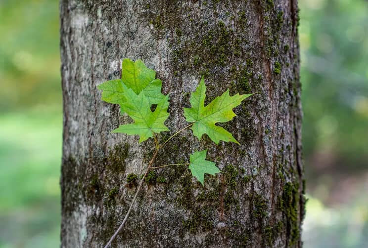 Berkshires Memorial Forest | Better Place Forests