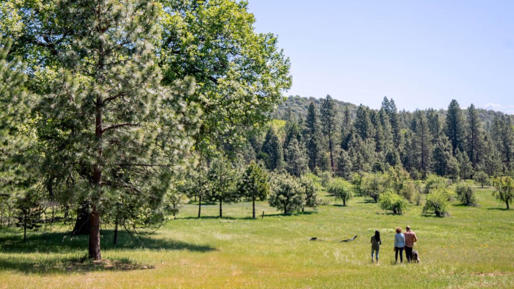 Protecting Our Forests Better Place Forests