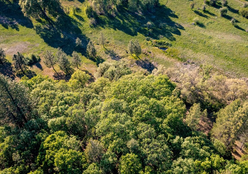 Protecting our Forests | Better Place Forests