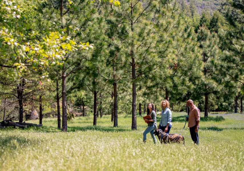 Protecting our Forests | Better Place Forests