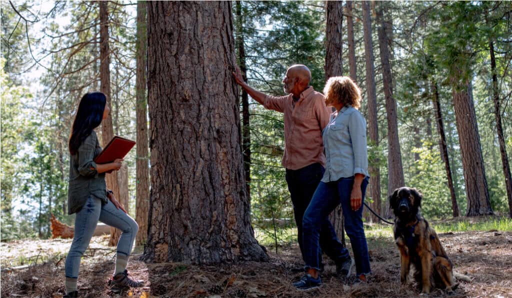 Find Your Memorial Tree | Better Place Forests
