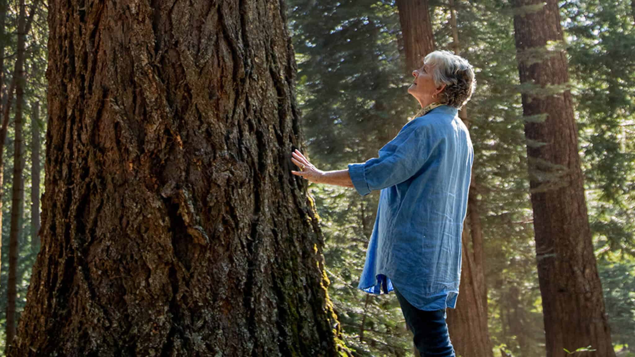 Find Your Memorial Tree | Better Place Forests