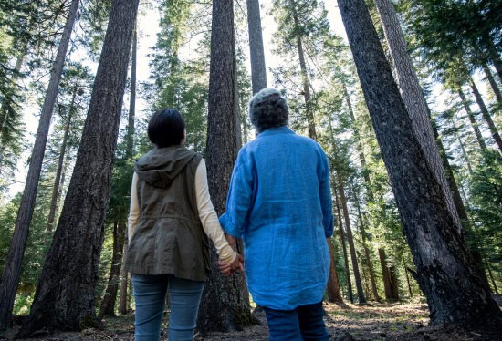 Find Your Memorial Tree | Better Place Forests