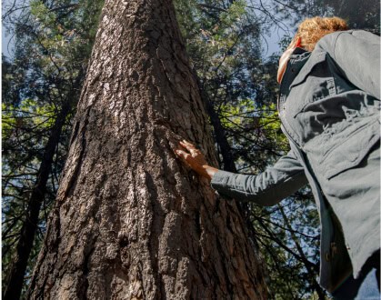 Compare Sustainable Options | Better Place Forests