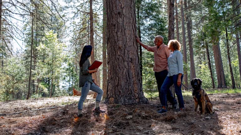 Compare Sustainable Options | Better Place Forests