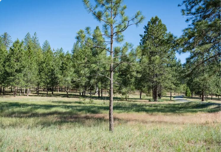 Better Place Forests | Memorial Trees for Cremation Ashes