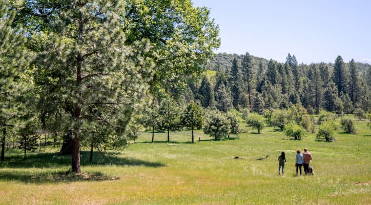 Better Place Forests Memorial Trees For Cremation Ashes